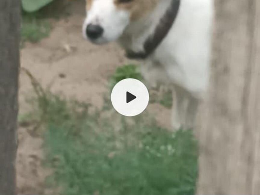 На дачах три недели живёт маленькая собачка