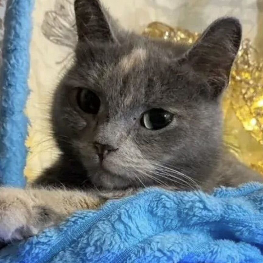 Взрослая, кошка в добрые руки