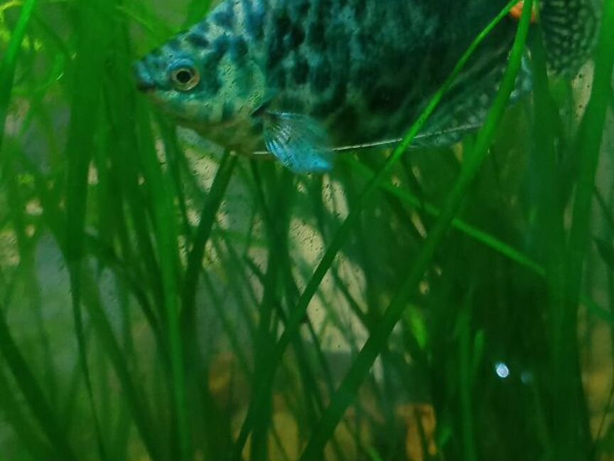 Аквариумные рыбки гурами