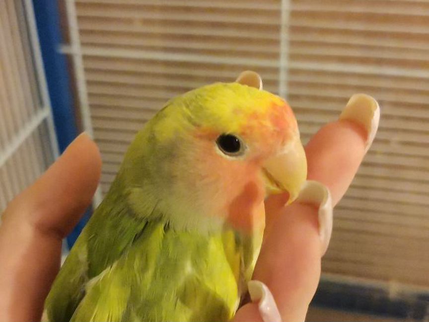 Попугай неразлучники