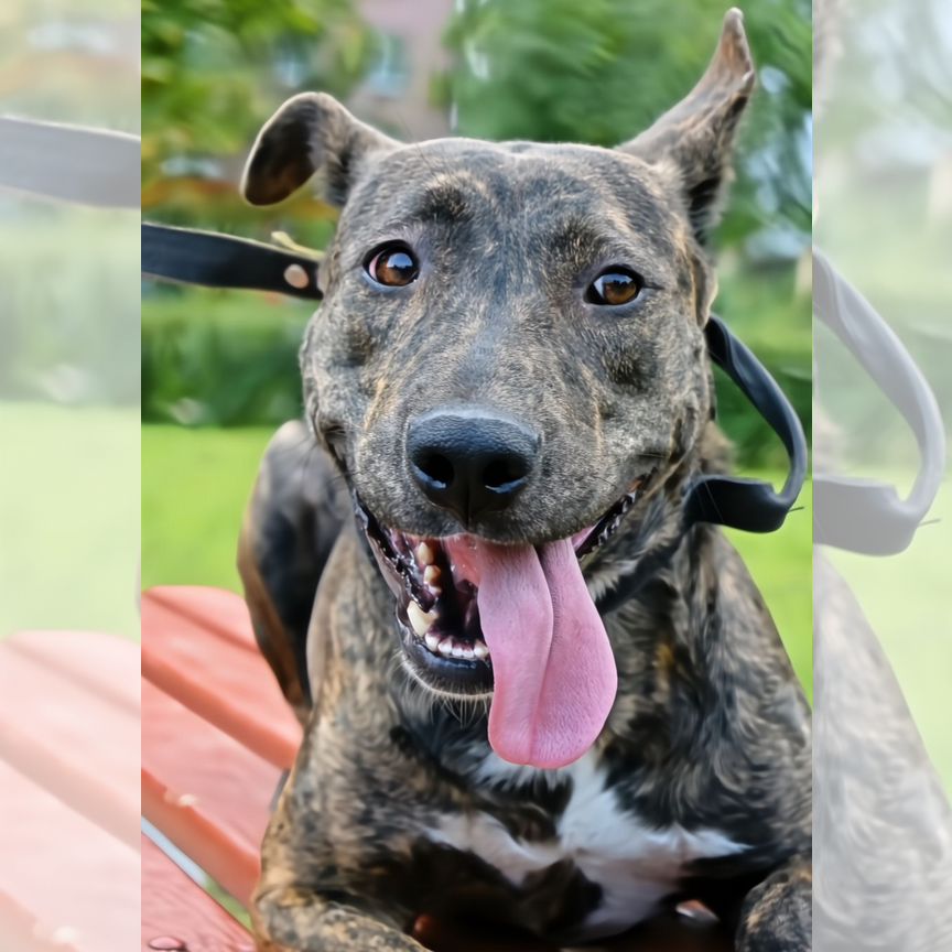 Взрослая собака в добрые руки