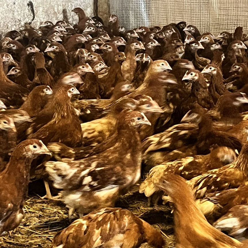 Несушки ломан браун и другие