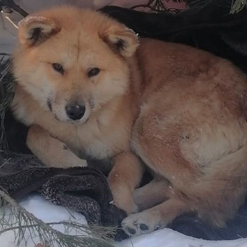 Сиба-ину, щенок