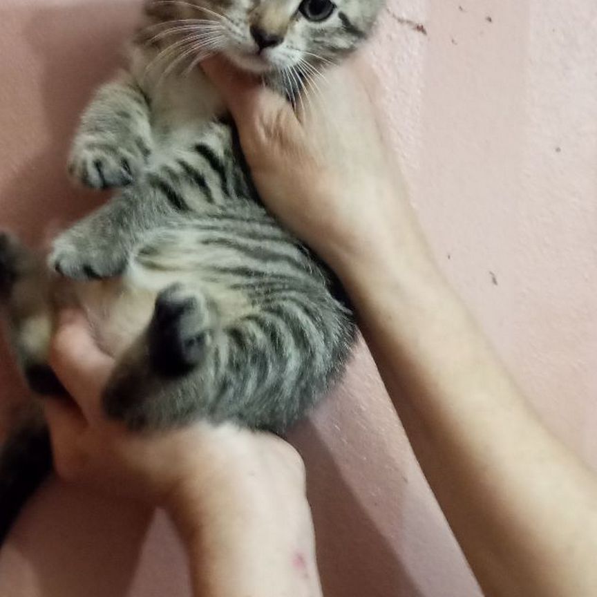 Котята в добрые руки бесплатно