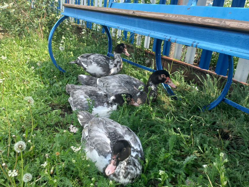 Индоутки, помесь тяжёлой линии