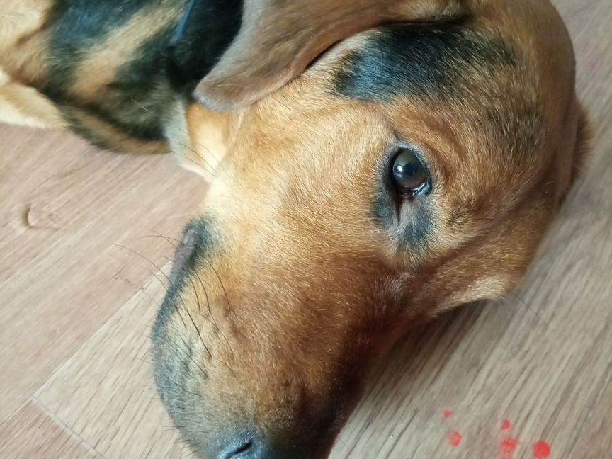 Собака