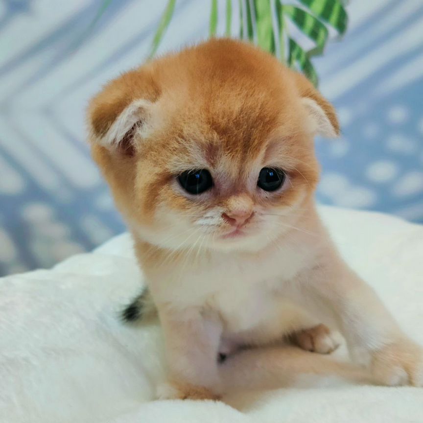 Кошка золотая шиншилла