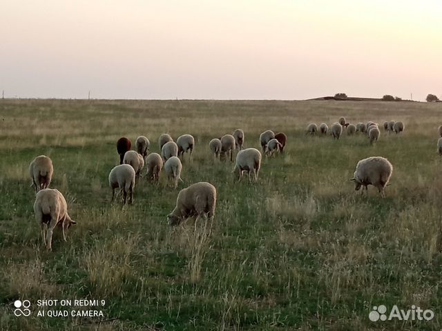 Овцы бараны на мясо