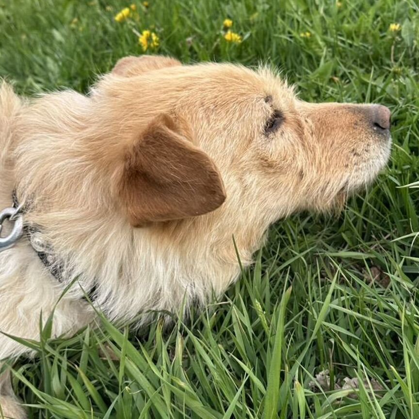 Взрослый пёс в добрые руки