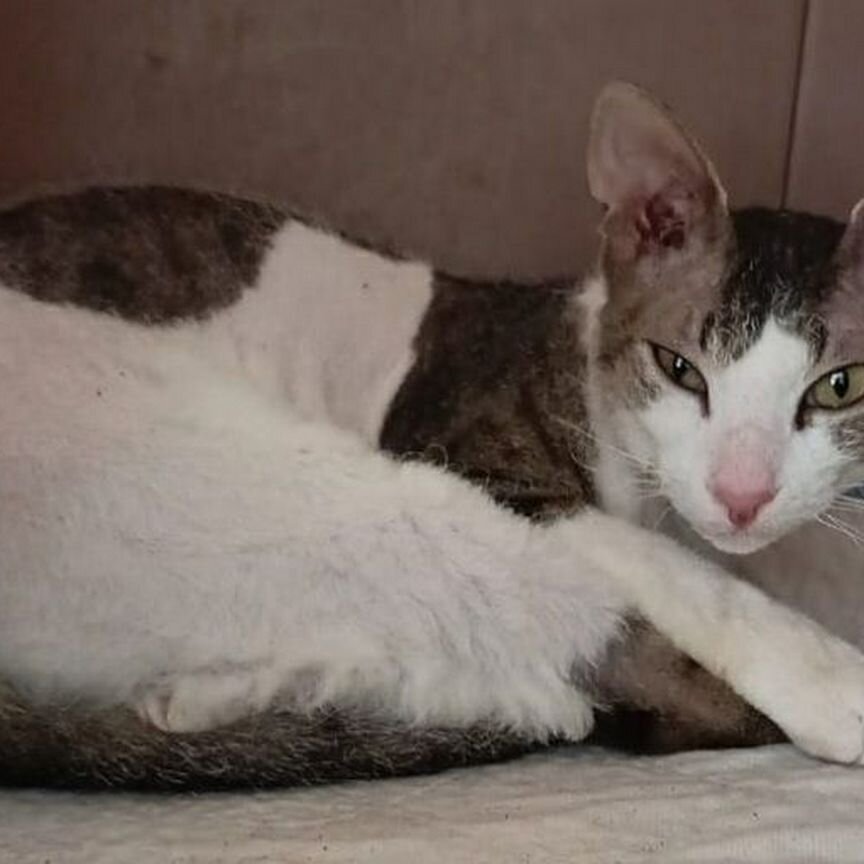 Котята сфинкс