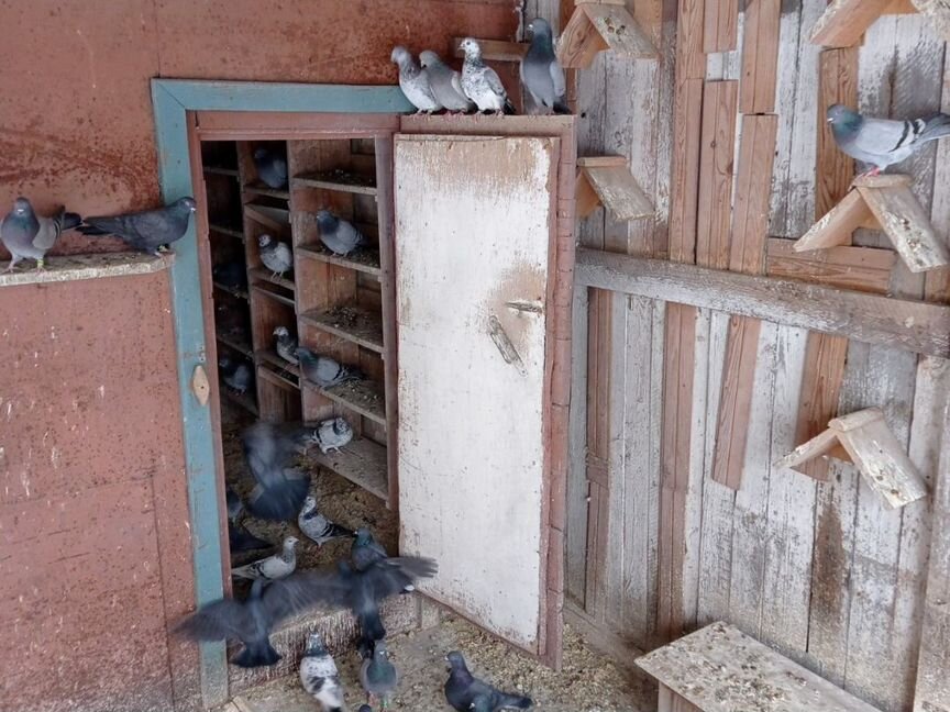 Продажа голубей