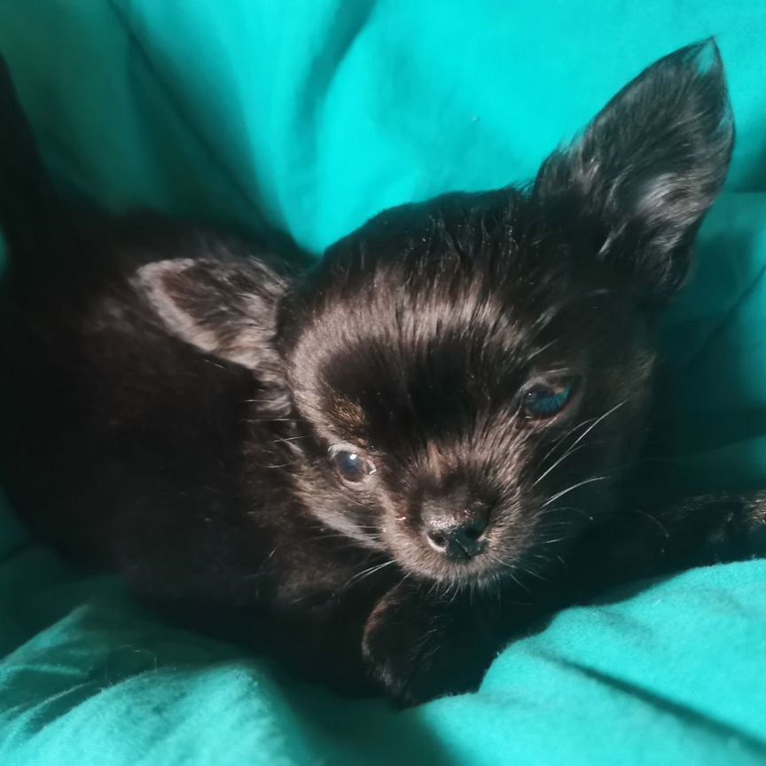 Щенки чихуахуа длинношерстные