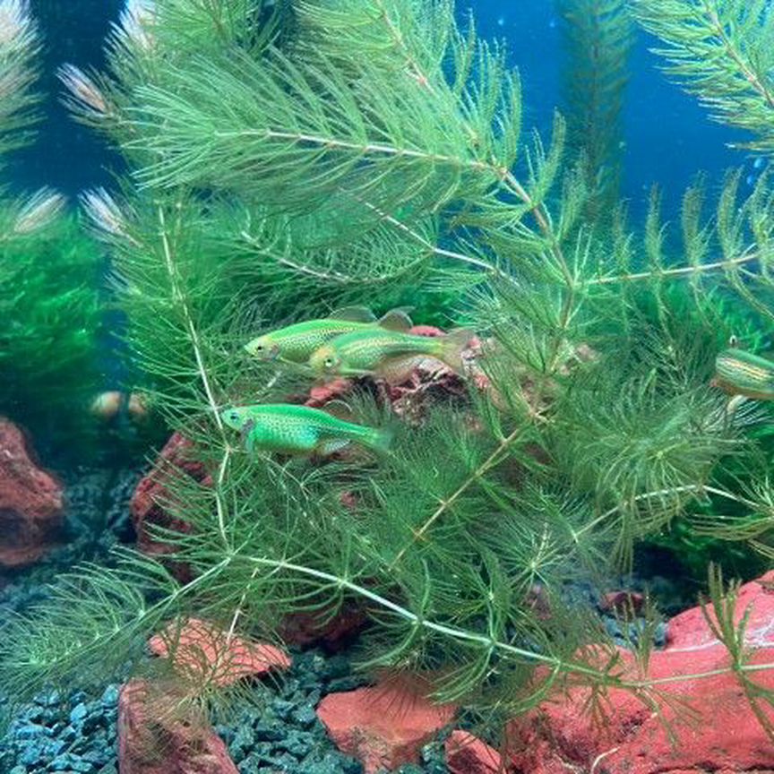 Данио рыбки зеленые