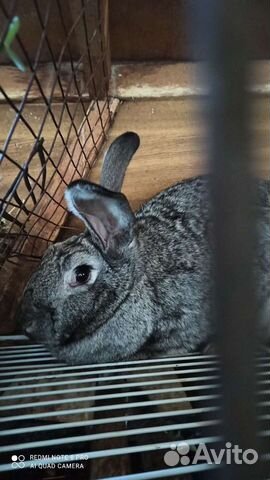 Кролики мясных пород