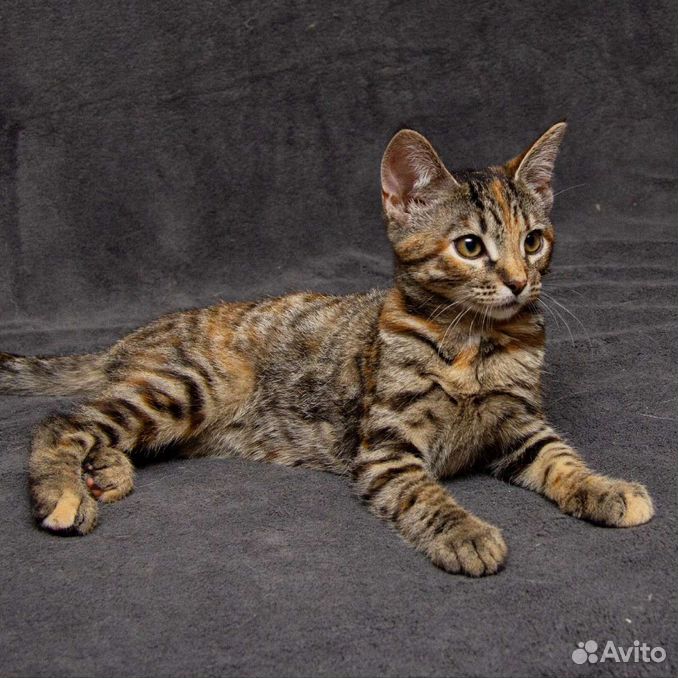 Котенок Элли в добрые ручки