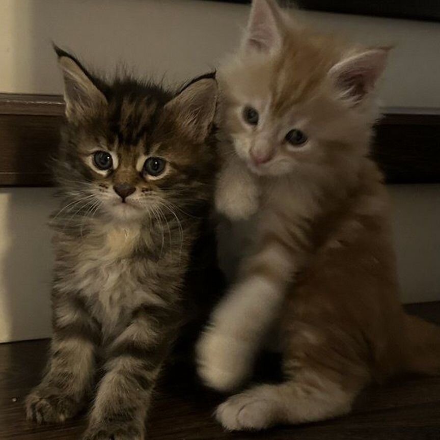 Мейн-кун котёнок