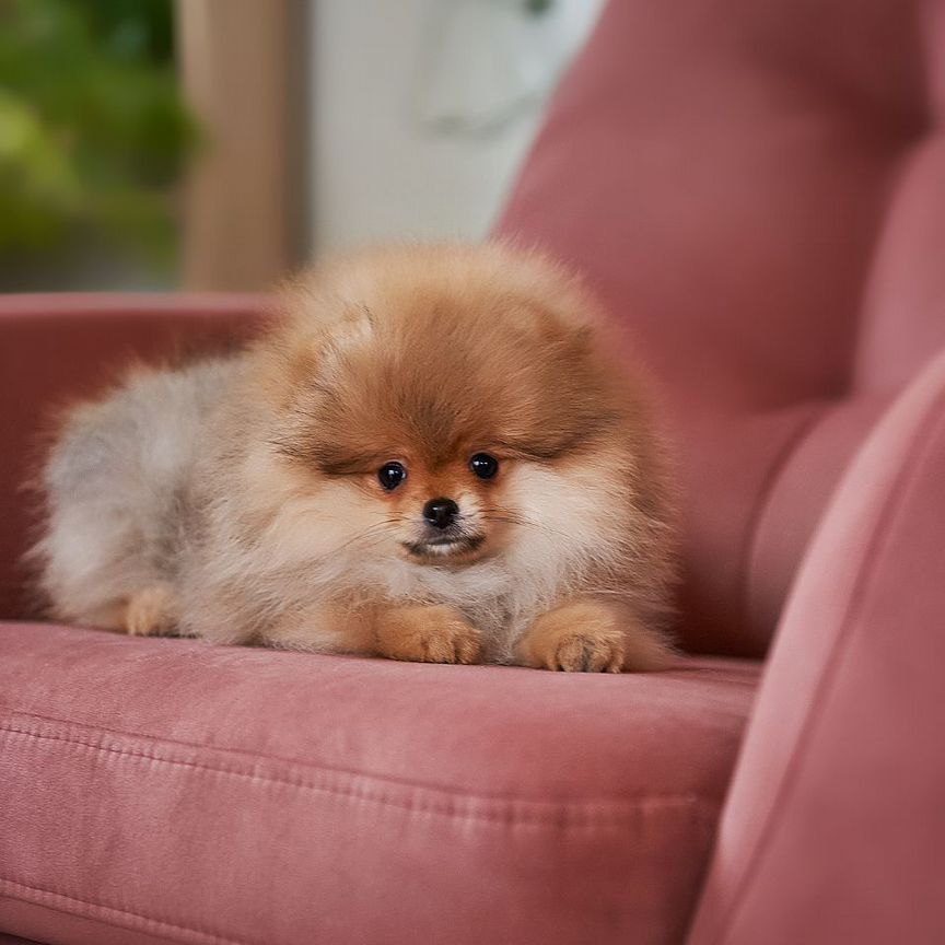 Померанец щенок