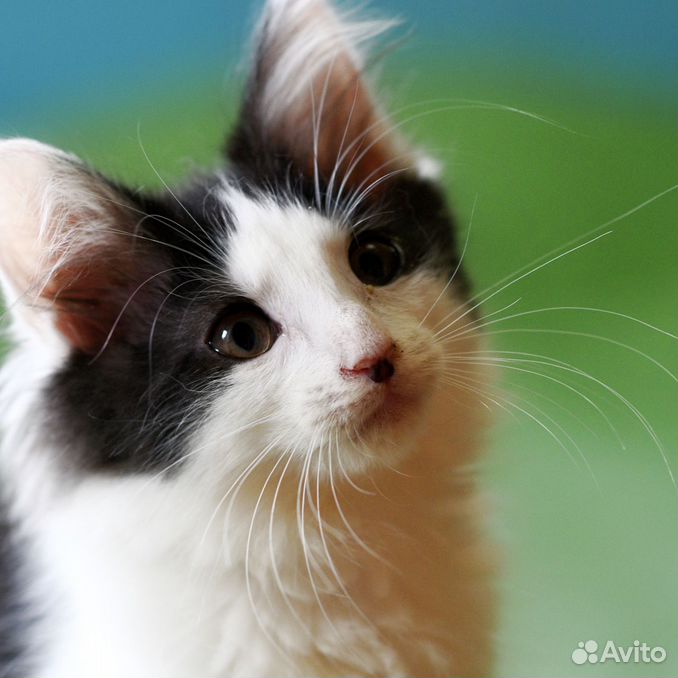 Котенок Нюша в добрые руки