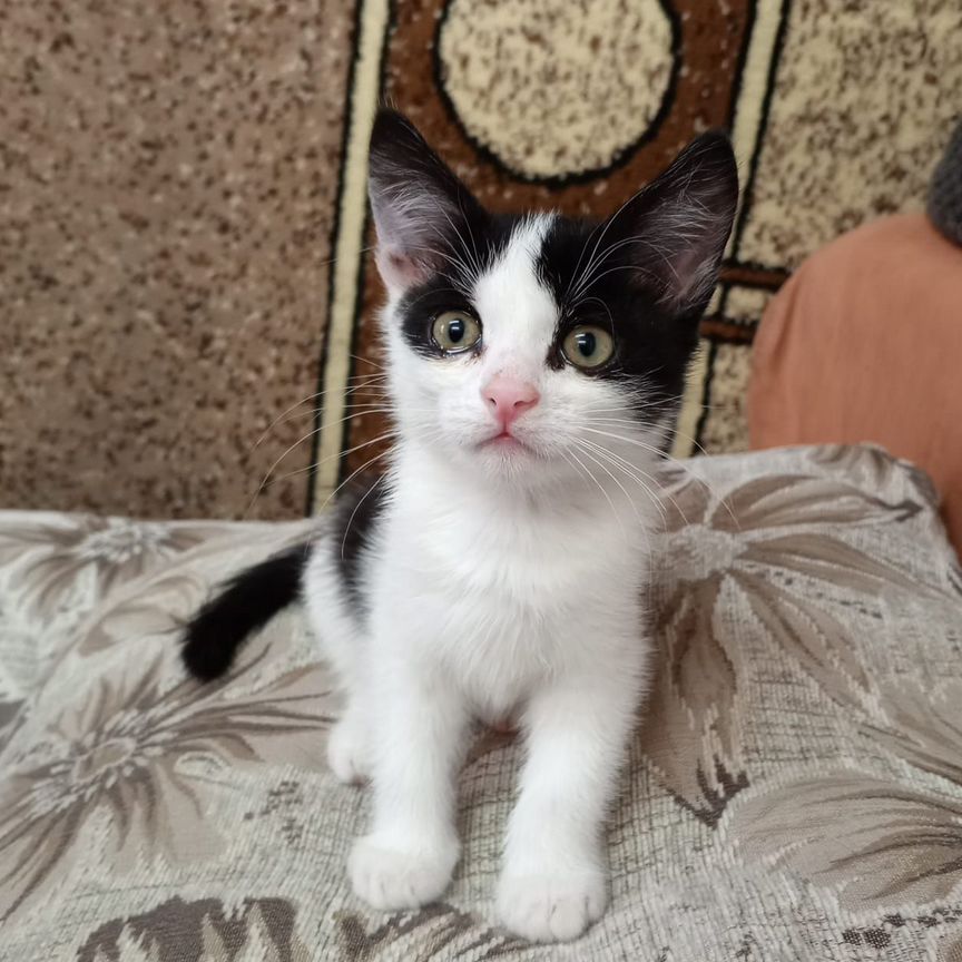 Котенок в добрые руки