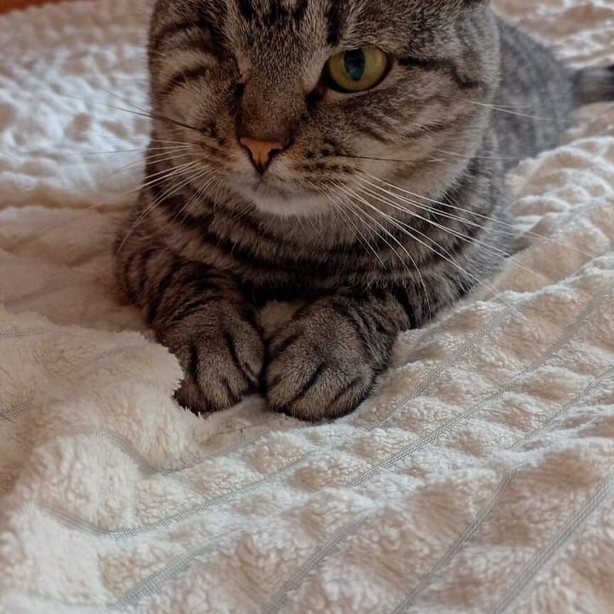 Кот остался без хозяйки и без глазика