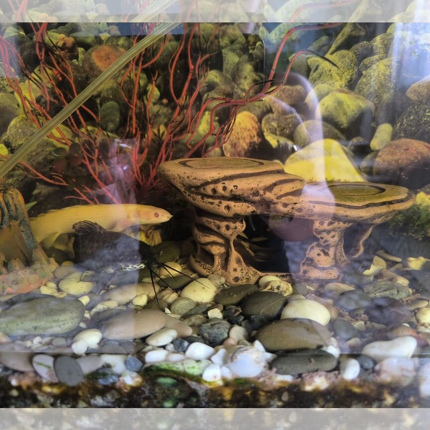 Аквариум с рыбками