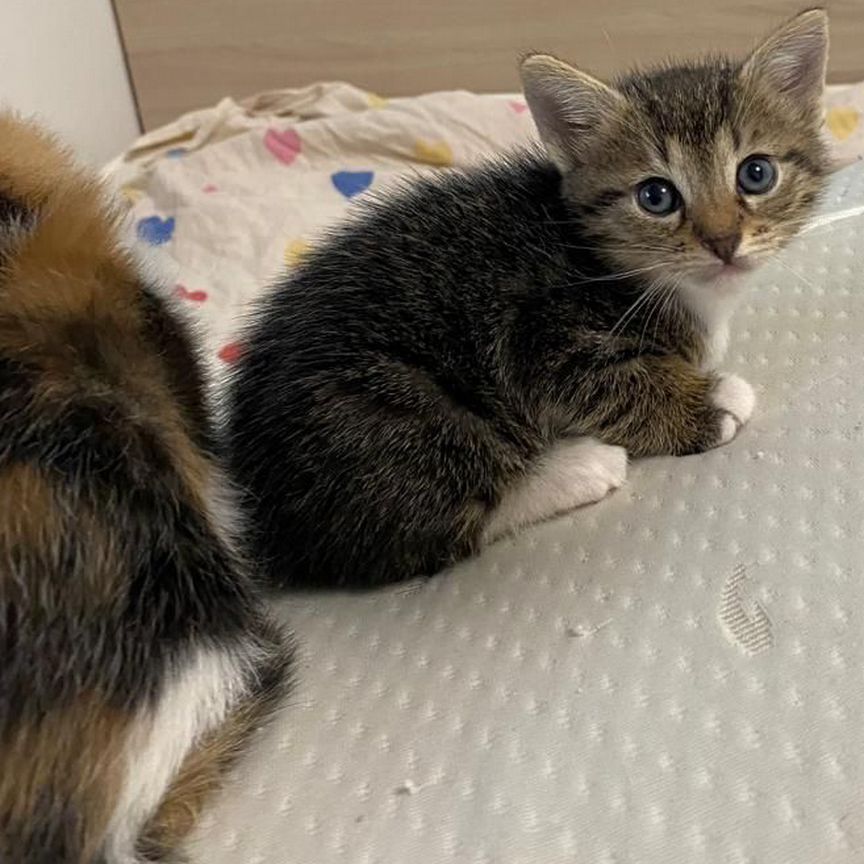 Котёнок в добрые руки