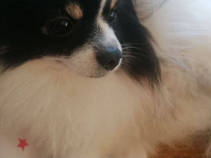 Померанский шпиц мини