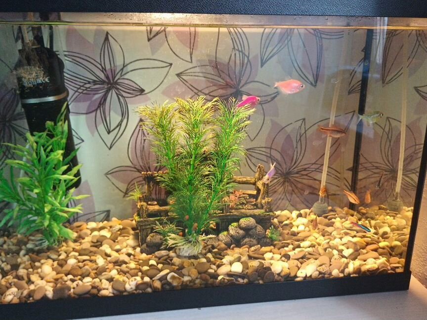 Аквариумные рыбки отдам бесплатно