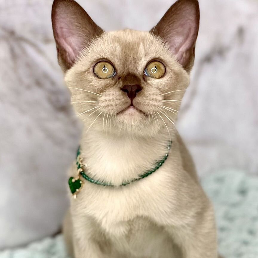 Бурма Девочка шоколадная в брид или пэт