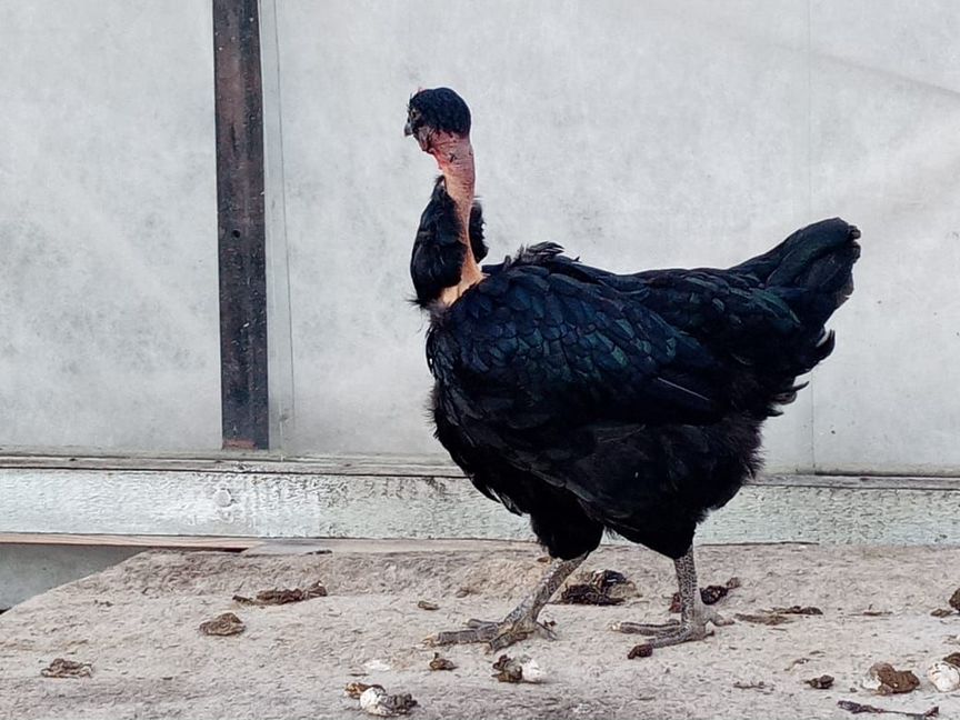 Продажа кур-молодок, петухов