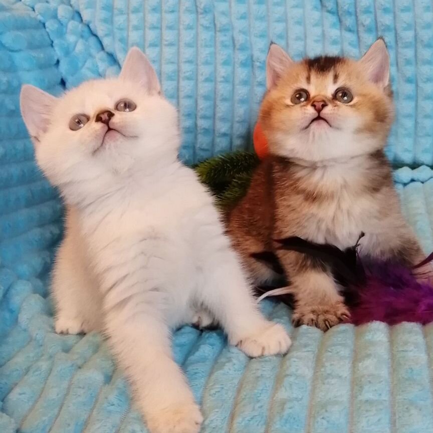 Котята серебро и золото