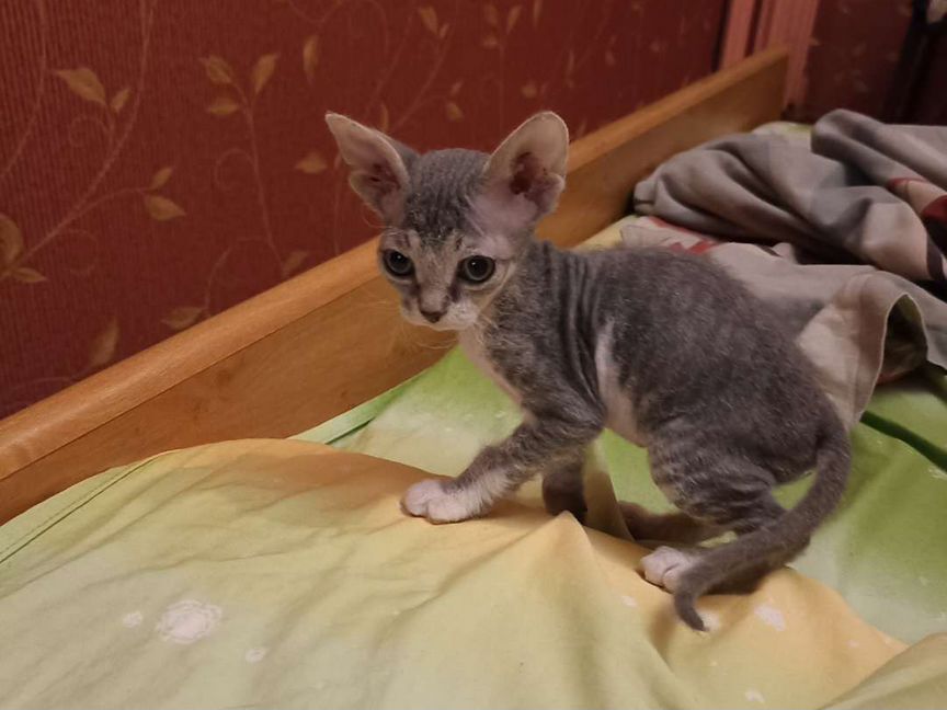 Кошка приученная к лотку 1,5 месяцев