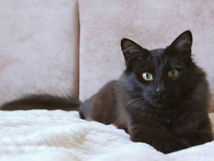 Котенок подросток в добрые руки