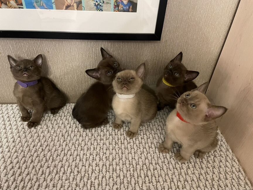 Бурманские котята