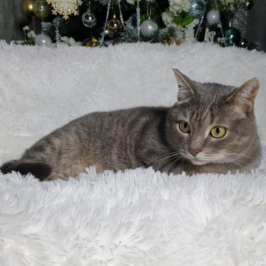 Коты красавцы в дар