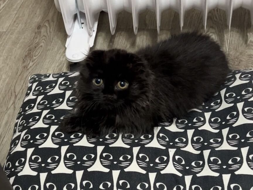 Котята
