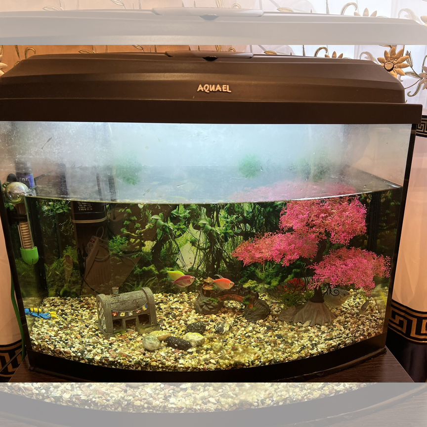 Аквариум с 2 фильтрами и всем содержимым на фото