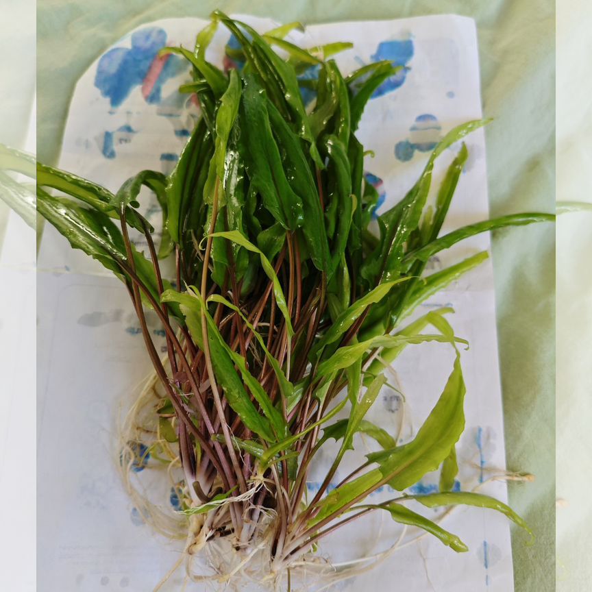 Аквариумное растение