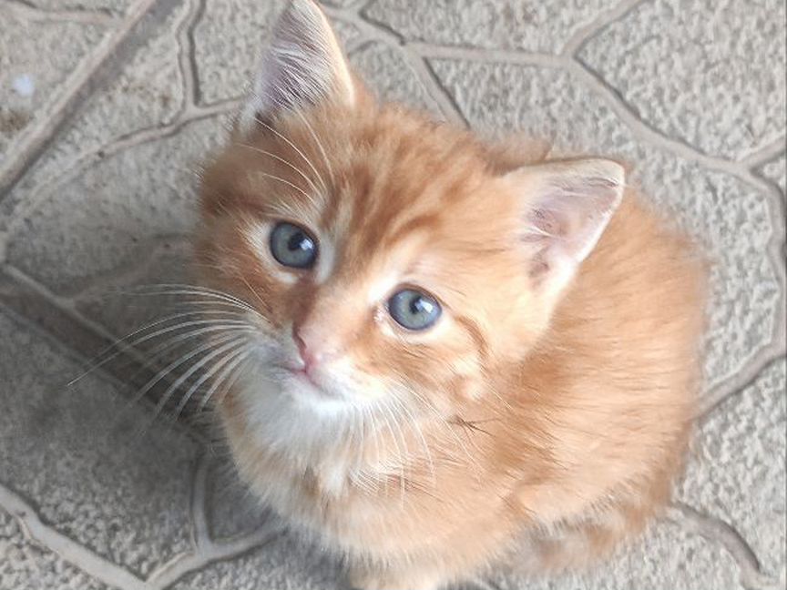 Котик в добрые руки