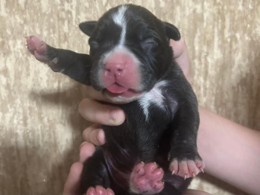 Щенки питбуля