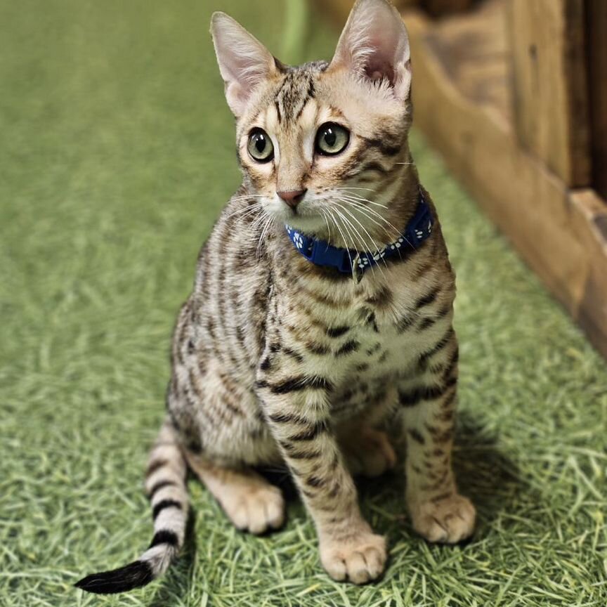 Бенгальская