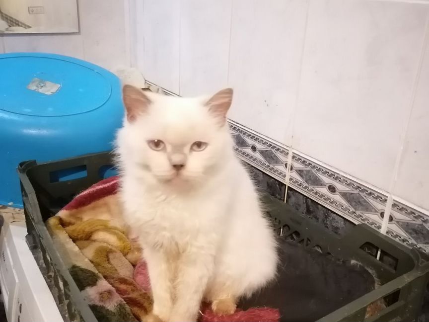 Кошек отдам