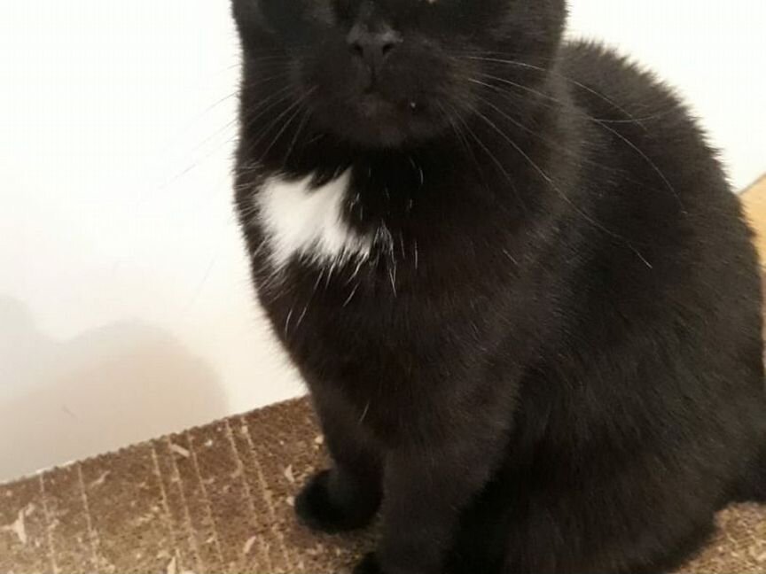 Кошечка Багира