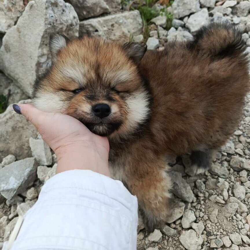 Собаки бесплатно
