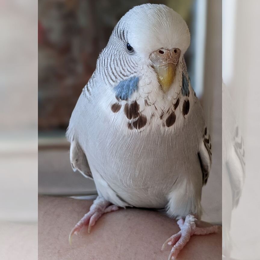 Волнистый попугай чехи чистокровные самки