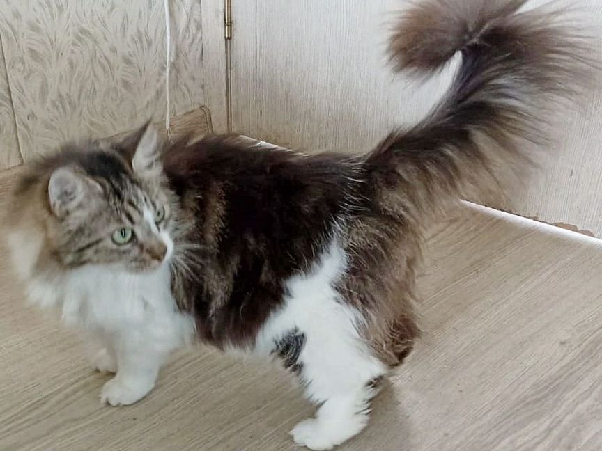 Кошка Машенька