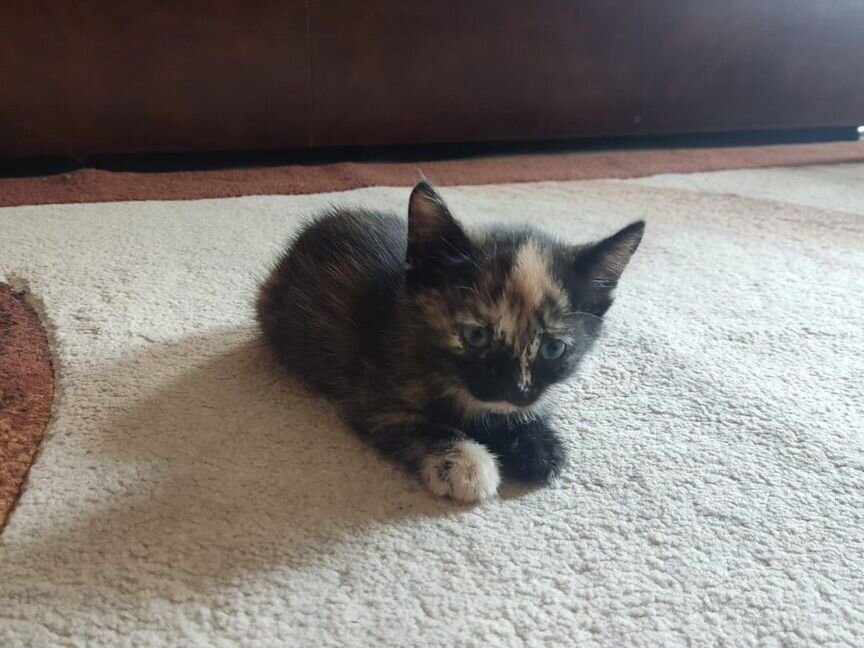 Котенок в добрые руки