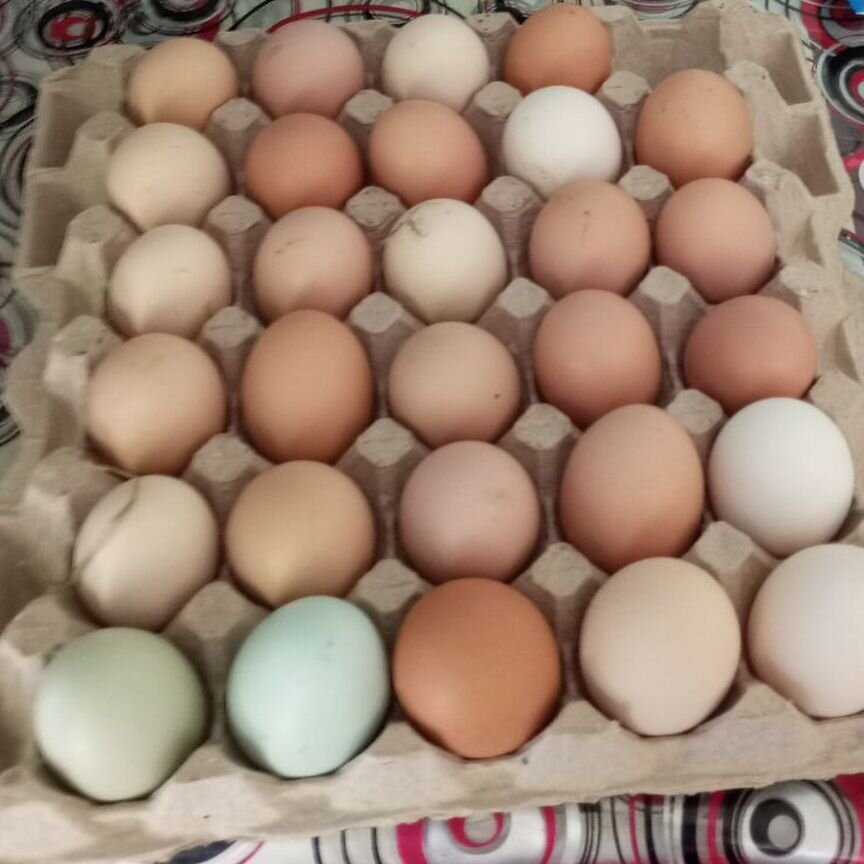 Продажа домашних яиц