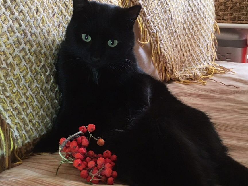 Кошечка Тася молодая.стерильная