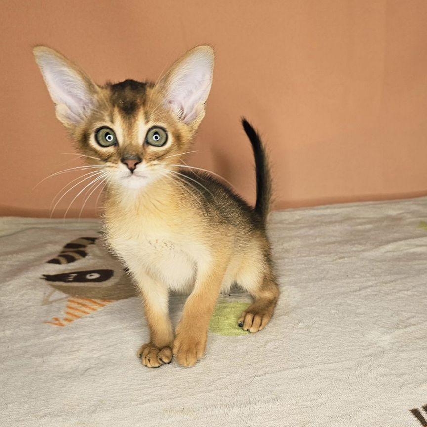 Абиссинский котёнок